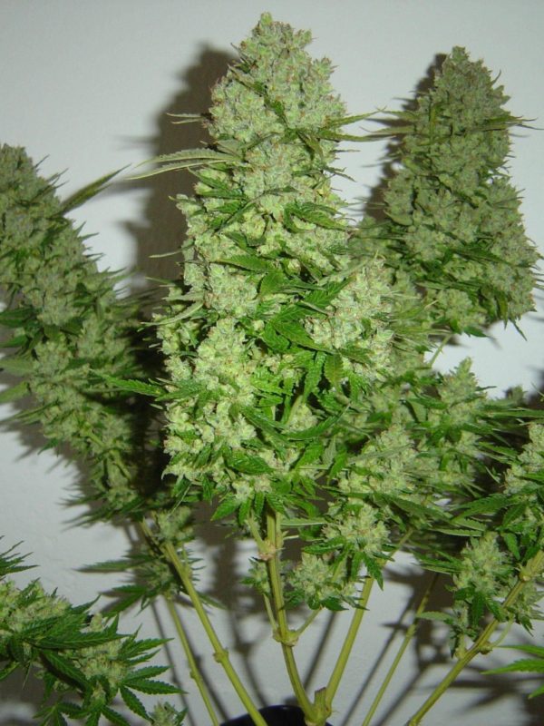 Strain Hunters – 1000Seeds
