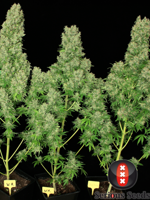 Tora Bora (Reserva Privada), 13 regular Seeds – 1000Seeds