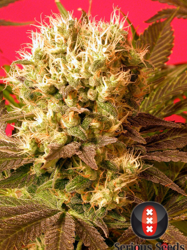 AK-49 AutoFem (Vision Seeds) – 1000Seeds