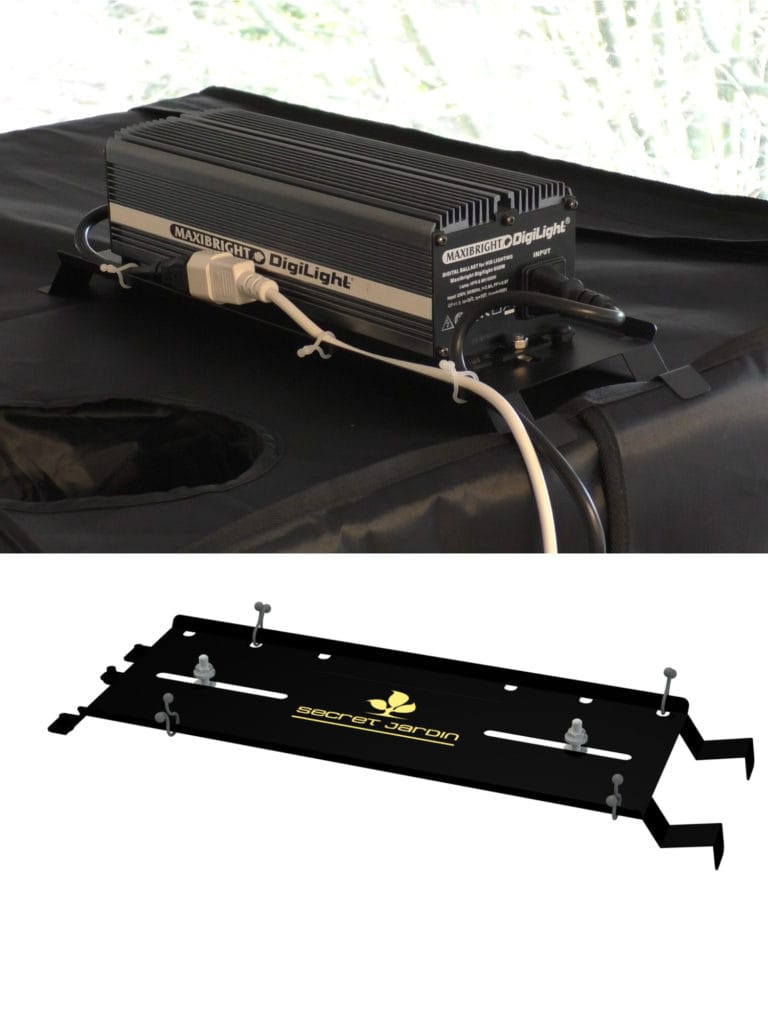 Den richtigen medizinischen Cannabis Strain finden und anbauen – 1000Seeds